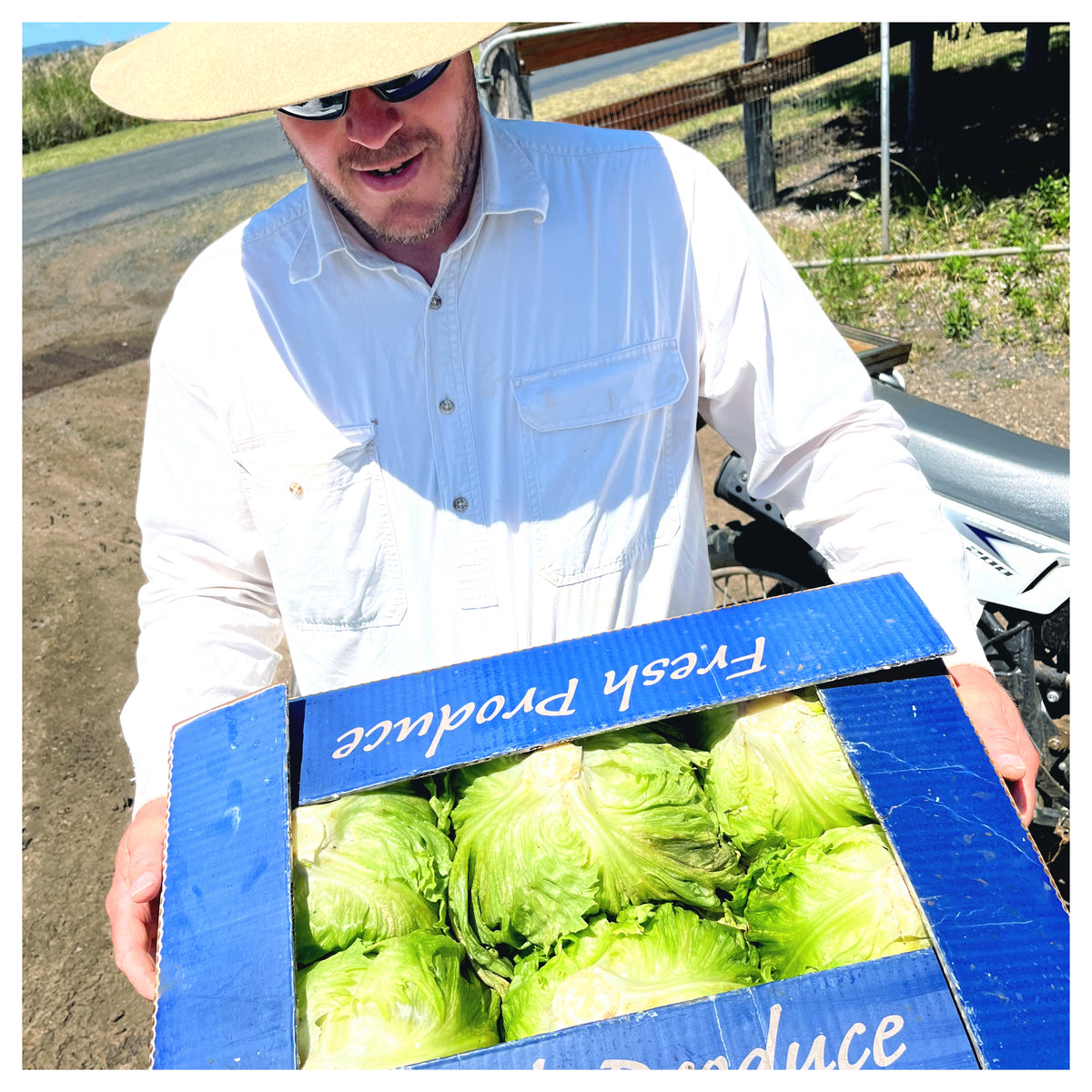 Wholesale Iceberg Lettuce BOX - 1 BOX