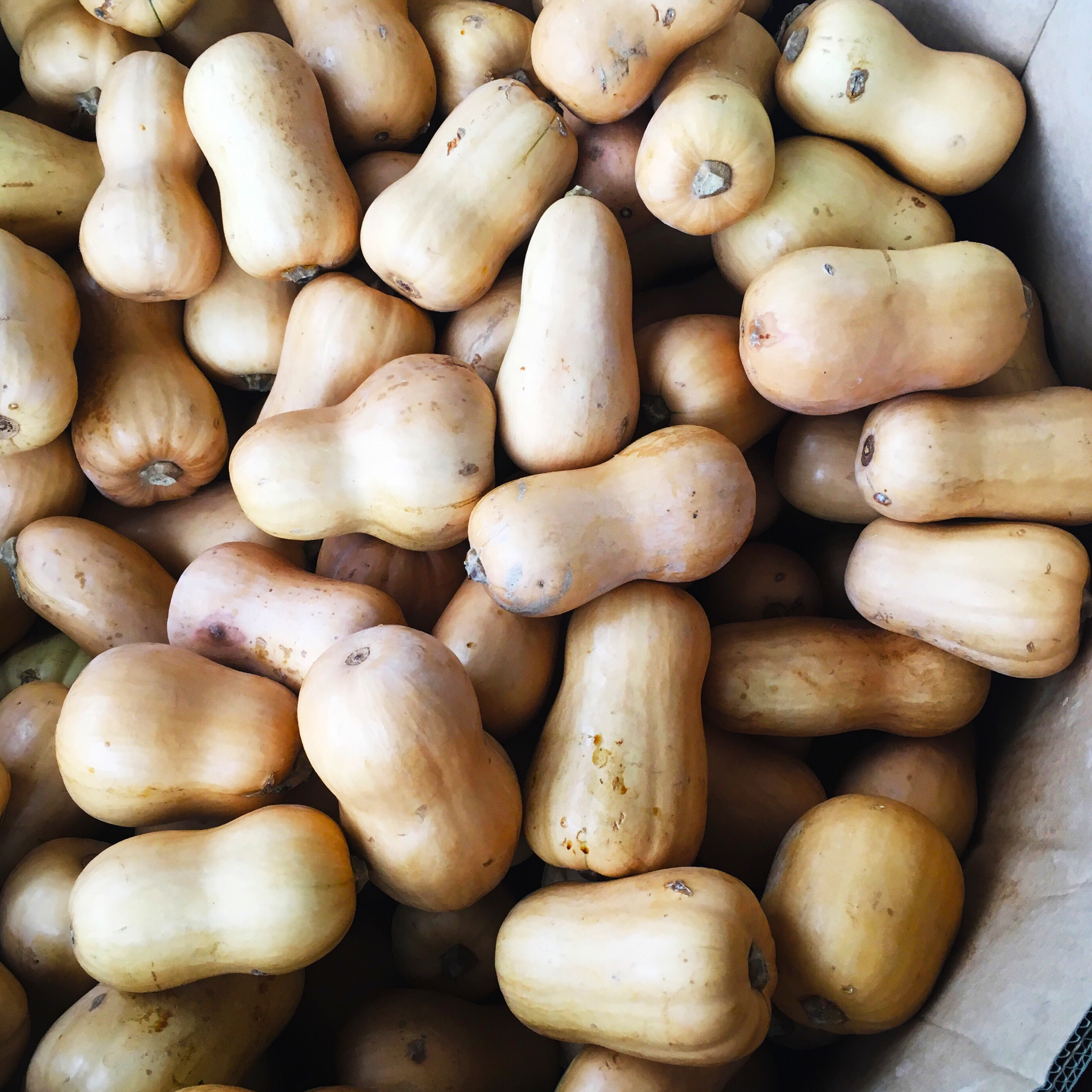 Pumpkin - Butternut
